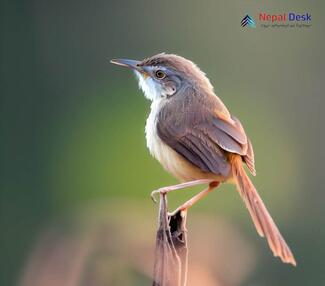 Brown Prinia: A Rustic Virtuoso of the Grasslands | Nepal Desk
